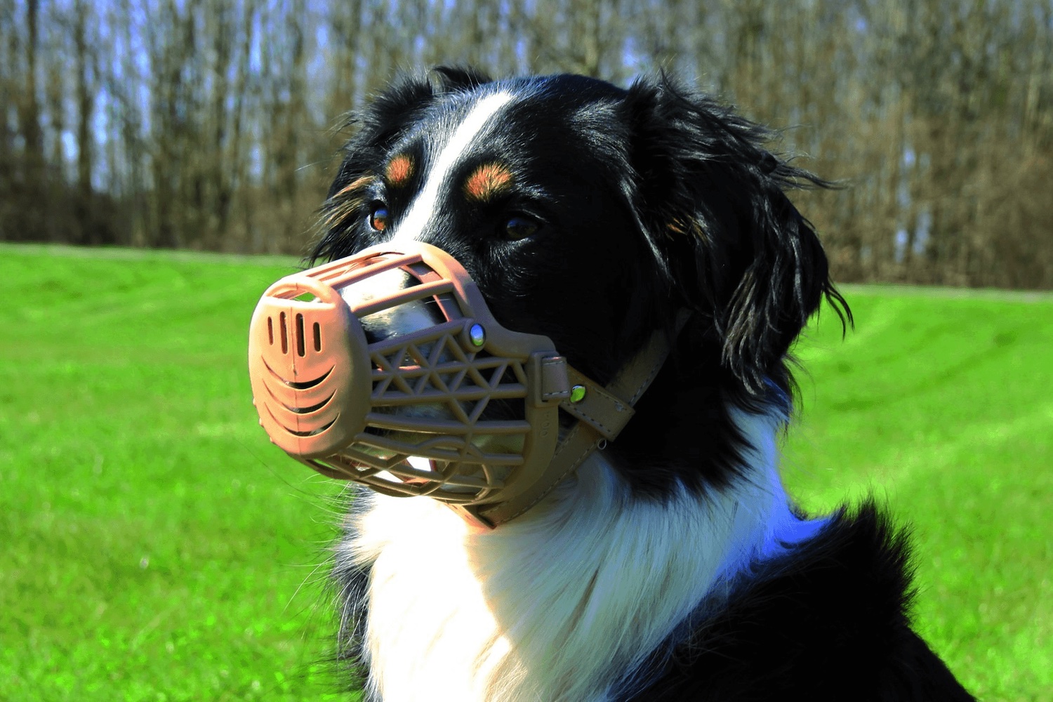 Dog muzzle: when to use it and how to choose one – DogBlogTV
