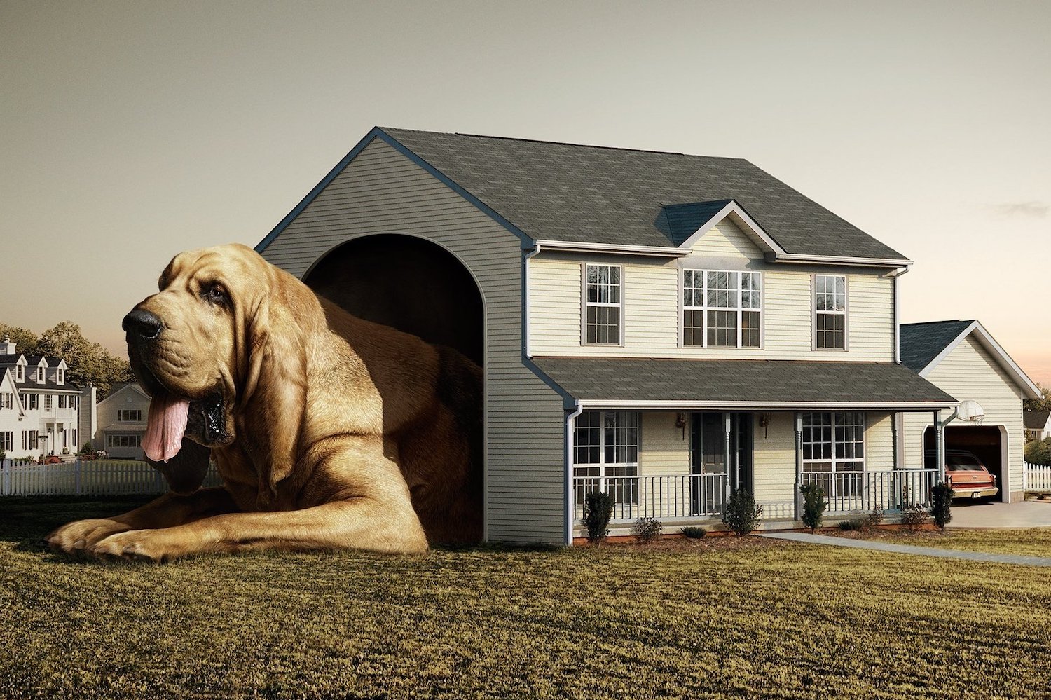 How the choice of a dog depends on the size of your home – DogBlogTV